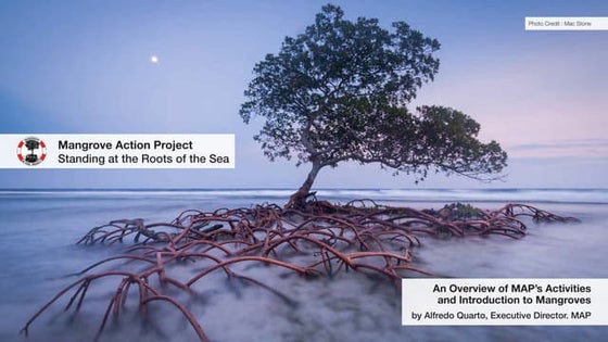 Mangroves | PPTX | Environmental Services Industry | Industries