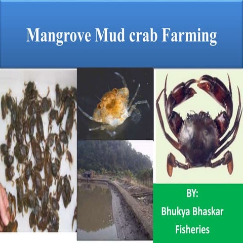 Mangrove Mud Crab Farming Ppt