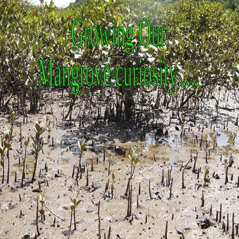 Mangrove pwr point 1 | PPT