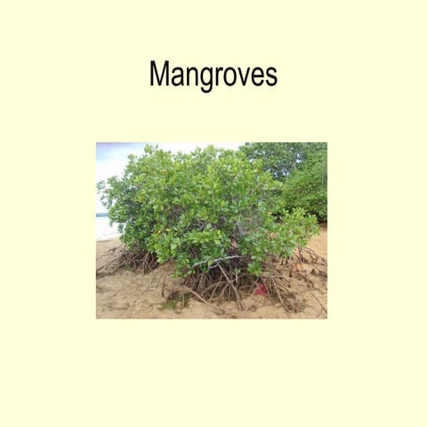 Mangroves | PPT