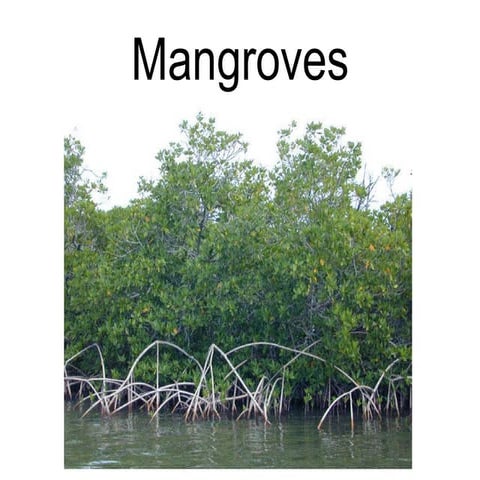 Mangroves power point | PPT