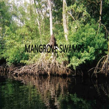 COASTAL GEOGRAPHY - MANGROVE SWAMPS.pptx