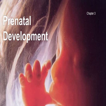 Prenatal Development | PPT