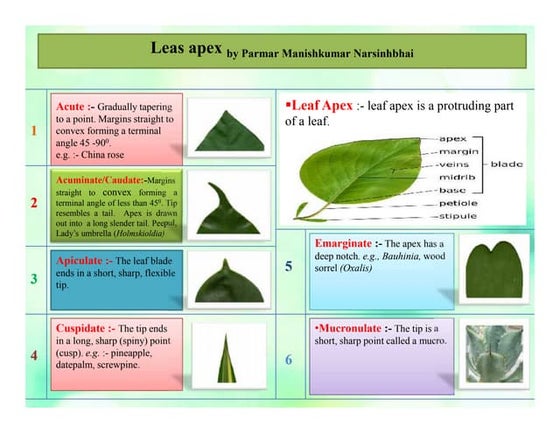 Nursery types, Structure, Components, Planning and Lay out of Nursery | PDF