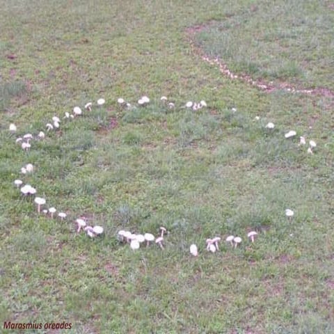 Manitaria presentation | PPTX