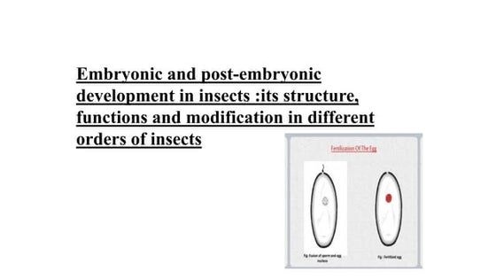Insect head:- it’s origin, structure, function and modification in ...