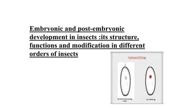 Insect head:- it’s origin, structure, function and modification in ...
