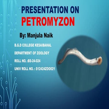 Petromyzon presentation for college.pptx