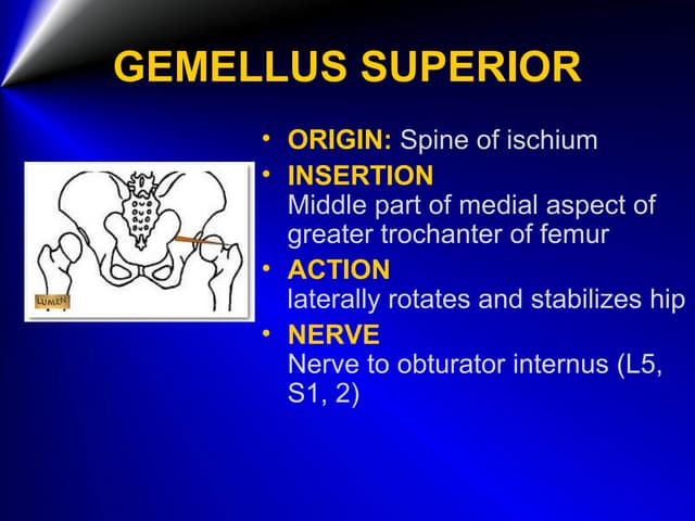 Quadriceps Muscles-.origin, insertion, action and nerve supply of tha ...