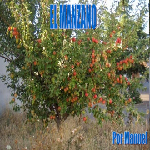 El manzano | PPT