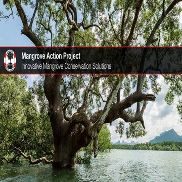 MAP Innovative Mangrove Conservation Solutions | PDF