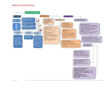 31 Mapa Mental Del Sistema Locomotor Pics Dato Mapa Mapas