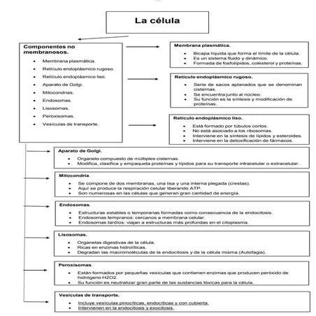 Mapa-conceptual-de-la-celula-2.pptx