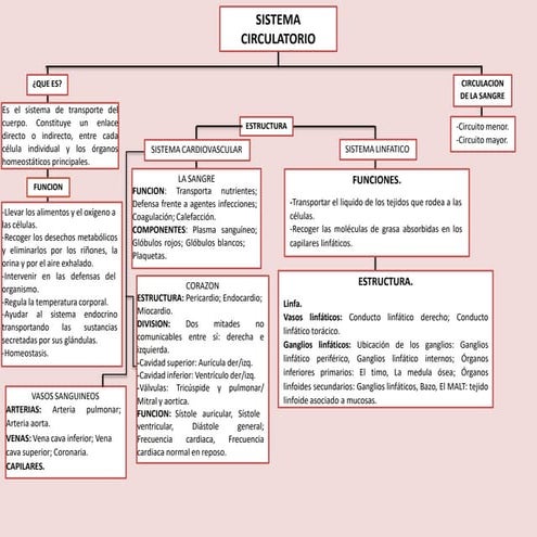 Mapa-conceptual-del-Sistema-Circulatorio-2.pptx
