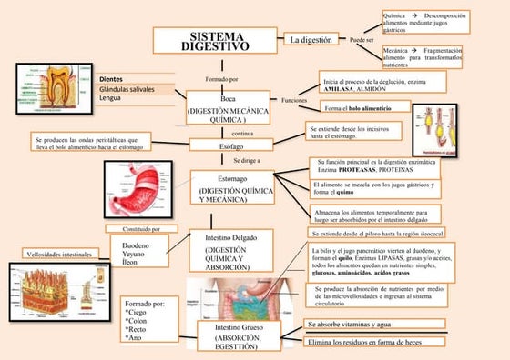 Diagrama Detallado Del Sistema Digestivo