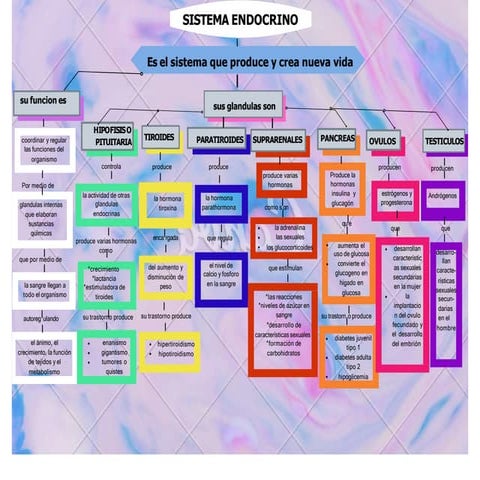 El Sistema Endocrino Concepto Funciones Y Composicin
