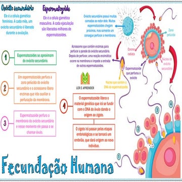 Mapa mental-fecundacao-humana-lea | PDF