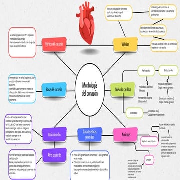 Mapa de la Morfología del corazón, Cardiología | PDF