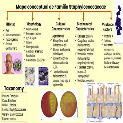 Mapa conceptual de Familia Staphylococcaceae.pdf