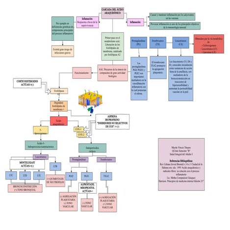 mapa conceptual de la cascada del acido araquidonico Maytte Vinces.pdf