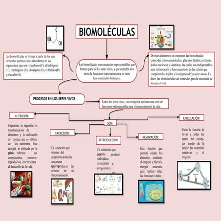 Mapa conceptual de las bio moléculas .pdf