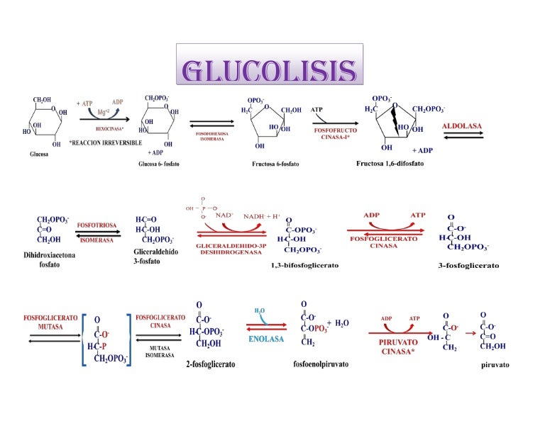 Mapa glucolisis