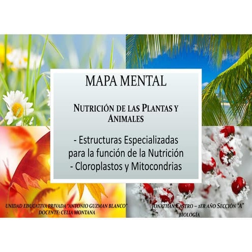 Mapa mental - Las Plantas y los Animales - Jonathan Castro | PDF
