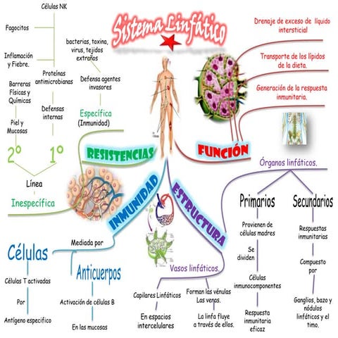 Mapa Del Sistema Inmunologico