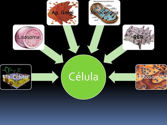 1.Mapa Mental Célula | PPTX