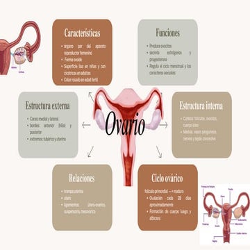 Comprehensive Overview of Ovarian Structure and Function in Female ...