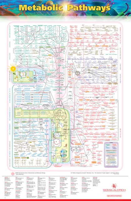 Metabolic pathways poster | PDF | Chemistry | Science