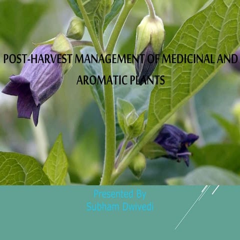 Drying Procedures of Medicinal & Aromatic plants | PDF