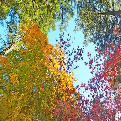 Hybrid Maple in Fall | PPT