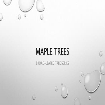 Maple trees | PPTX