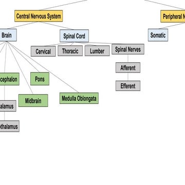 Map of Nervous System.pptx