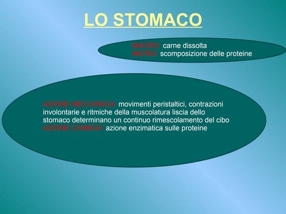 Mappa Concettuale Stomaco | PPT