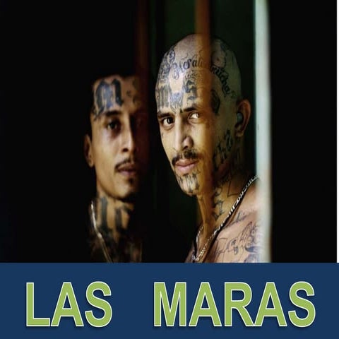 Maras | PPT
