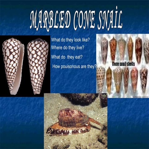 Marbled cone snail | PPT