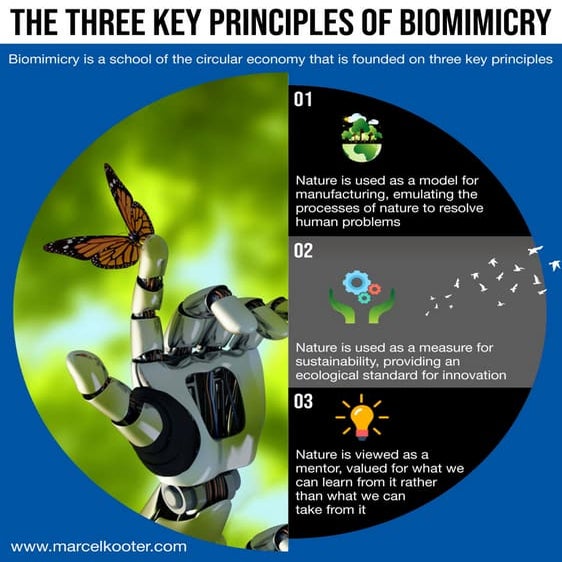 The Three Key Principles of Biomimicry | PDF