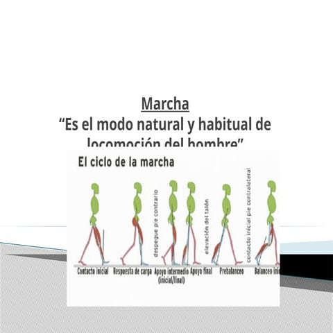 FASES DE LA MARCHA.pptx