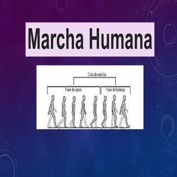 Marcha humana, fases e funções básicas.pptx