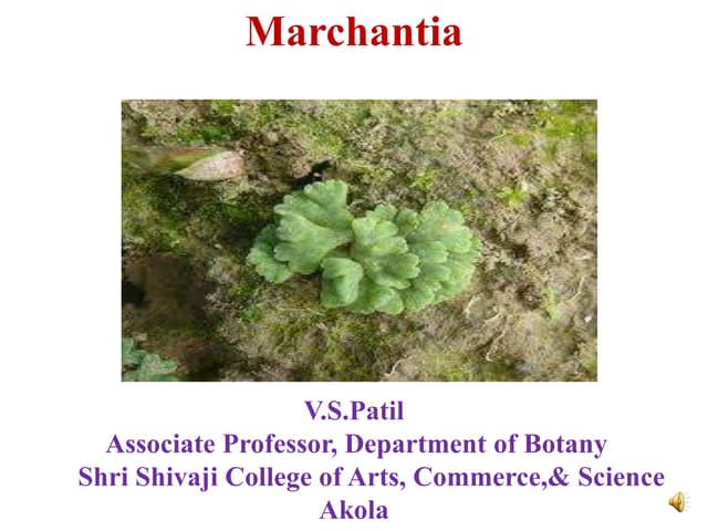 Marsilea structure and reproduction | PPTX