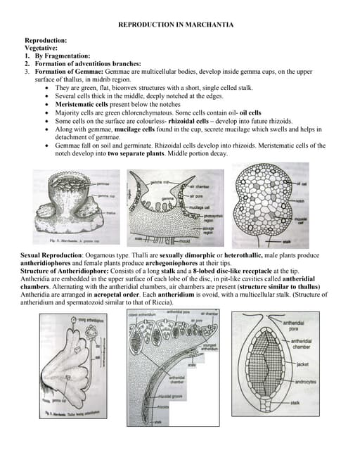 Morphological, anatomical and reproductive characters of Marchantia ...