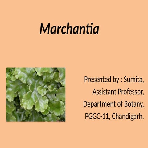 Morphological, anatomical and reproductive characters of Marchantia | PPTX