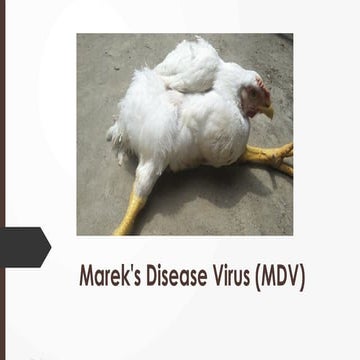 Marek's disease, Transmission and Pathogenesis. | PPTX