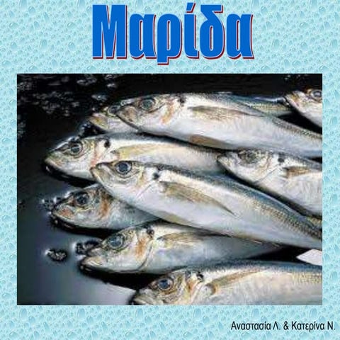 Μαρίδα - Marida | PPT