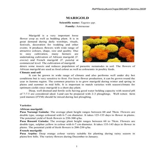 Marigold | PDF