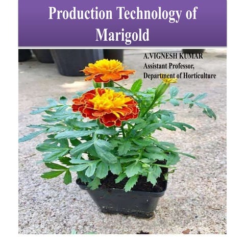 marigold.pptx