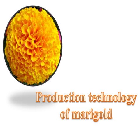 marigold.pptx