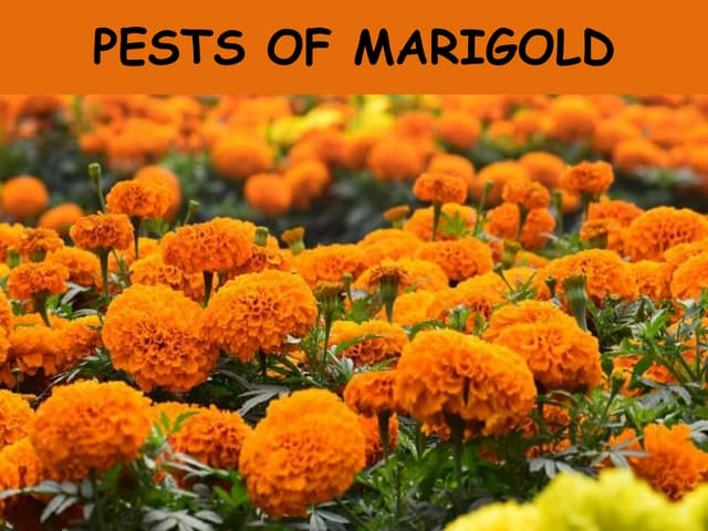 Marigold diseases.pptx